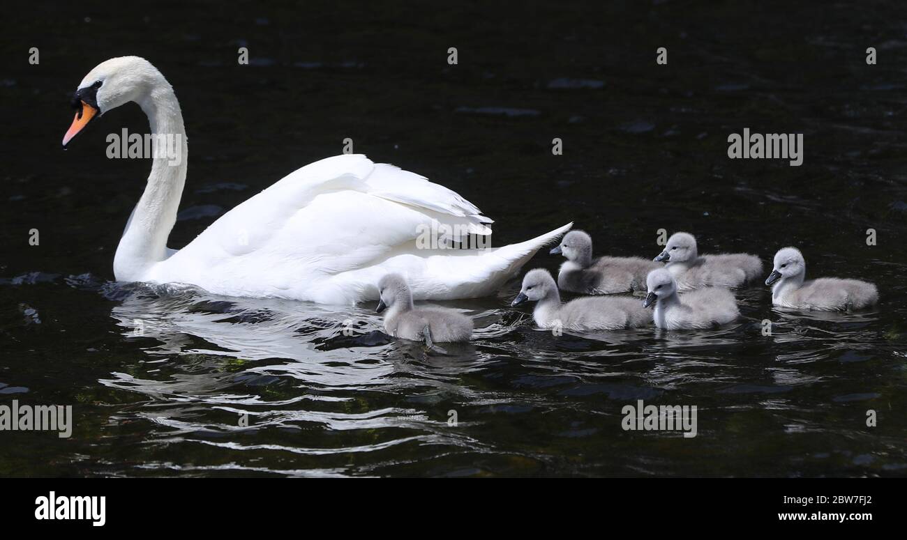 Eight cygnets hi-res stock photography and images - Alamy