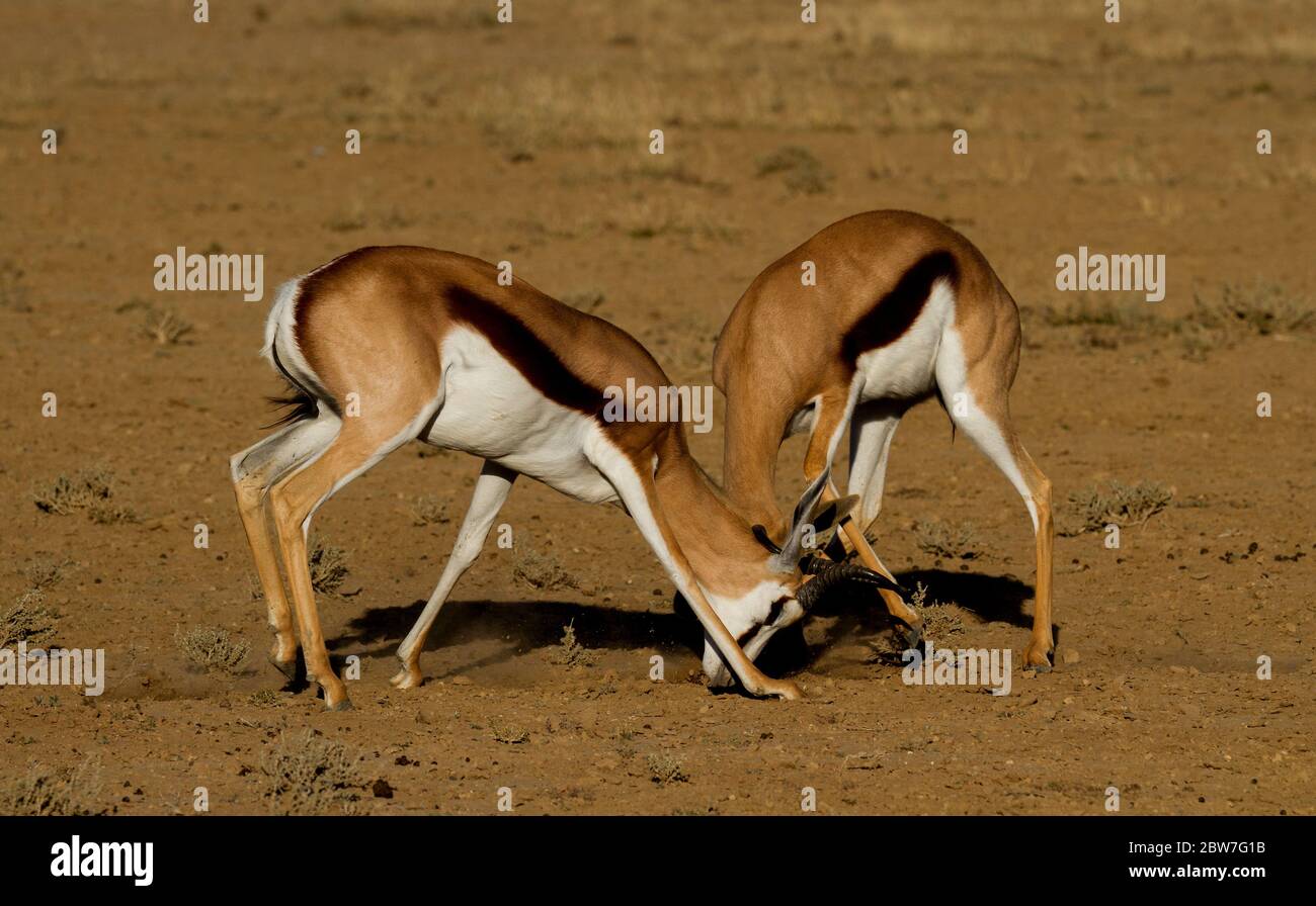 Springbok national symbol south africa hi-res stock photography and ...