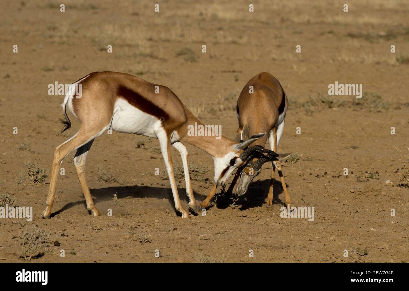 Springbok national symbol south africa hi-res stock photography and ...