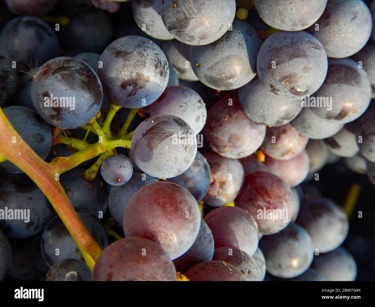 Harvest in a vineyard at Cannubi in Barolo, Piedmont - Italy Stock ...