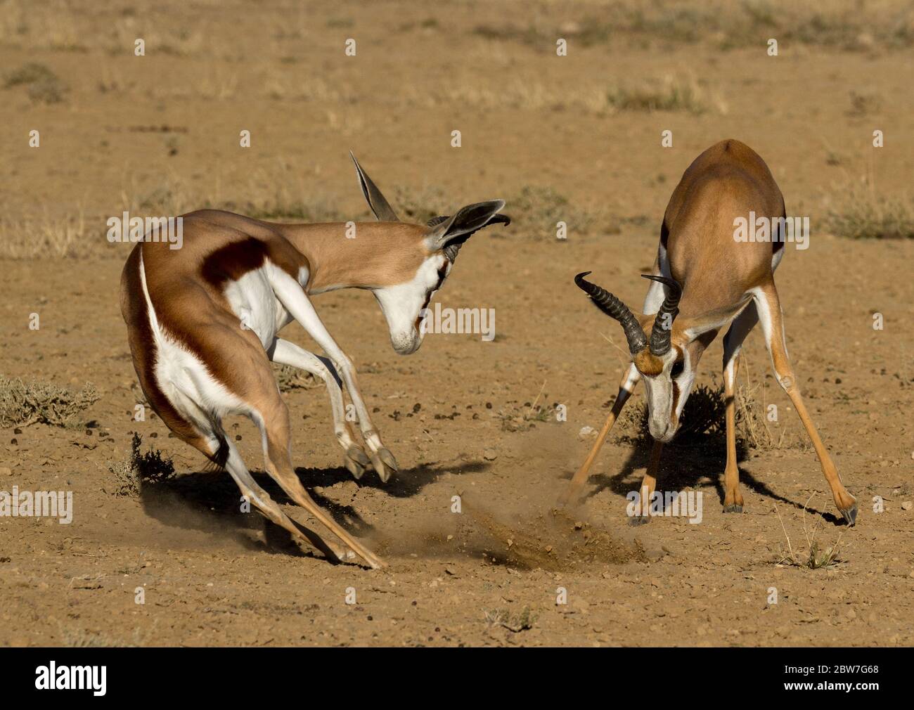 Springbok national symbol south africa hi-res stock photography and ...