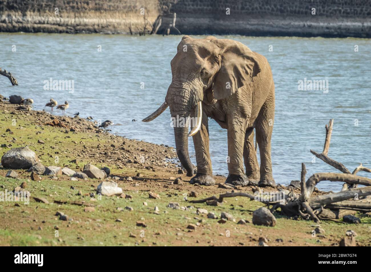 An isolated single lone African elephant in musth walking in a nature ...