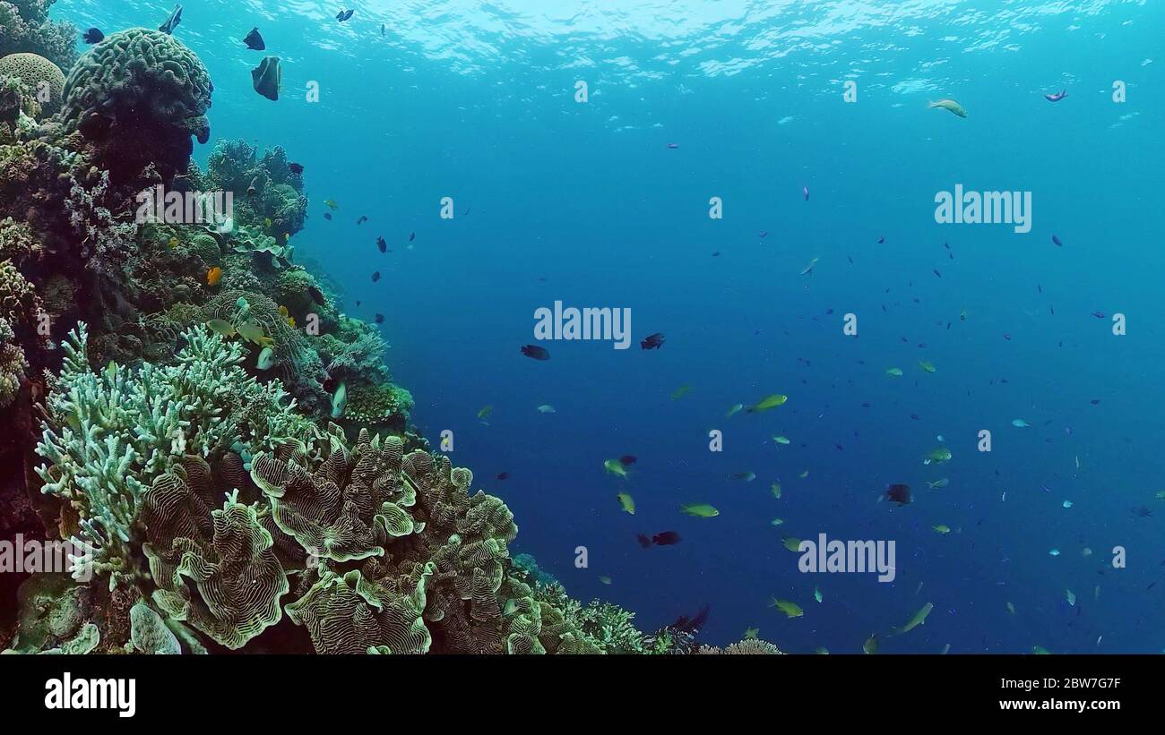 Coral reef underwater with fishes and marine life. Coral reef and ...