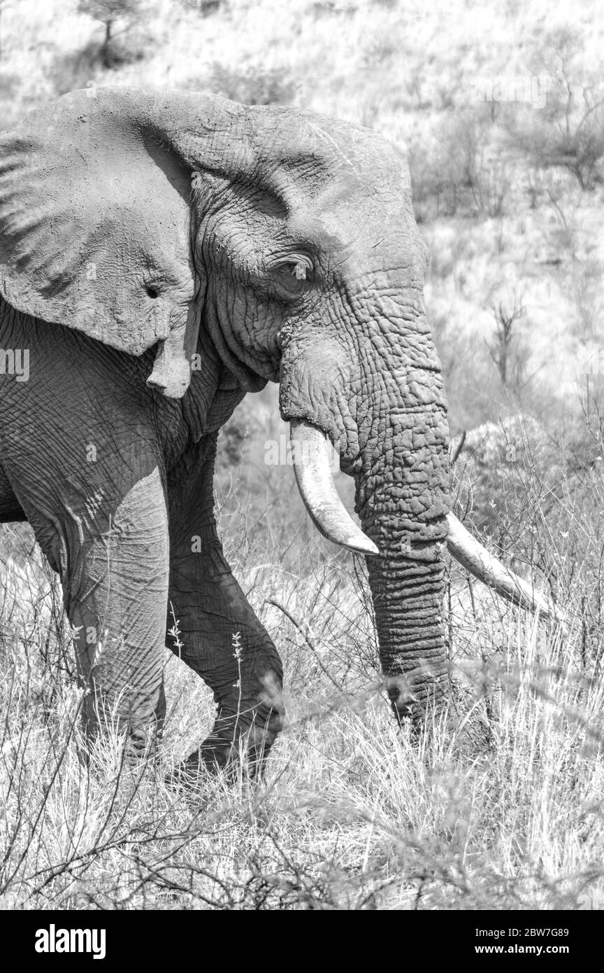 An isolated single lone African elephant in musth walking in a nature ...