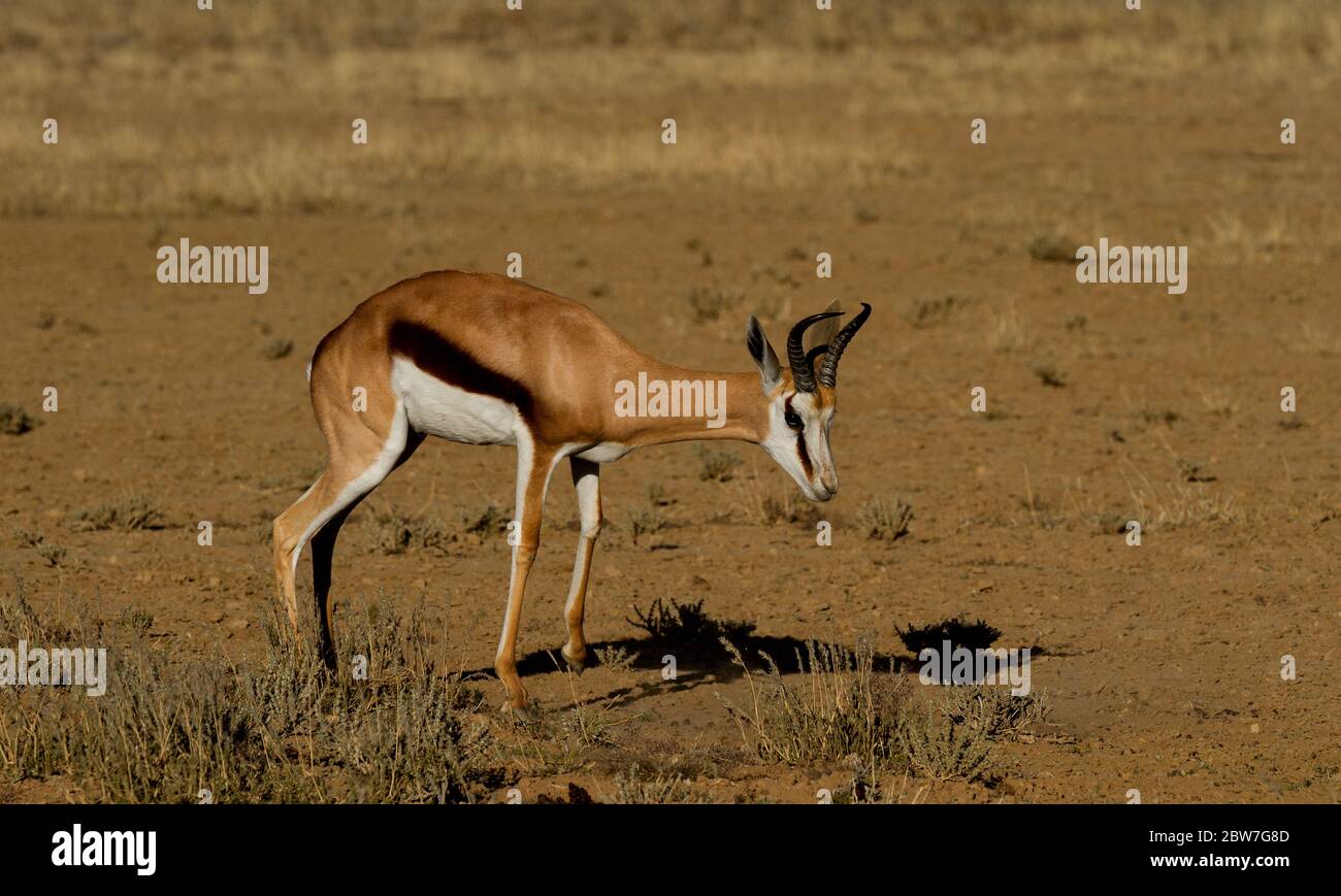 Springbok national symbol south africa hi-res stock photography and ...