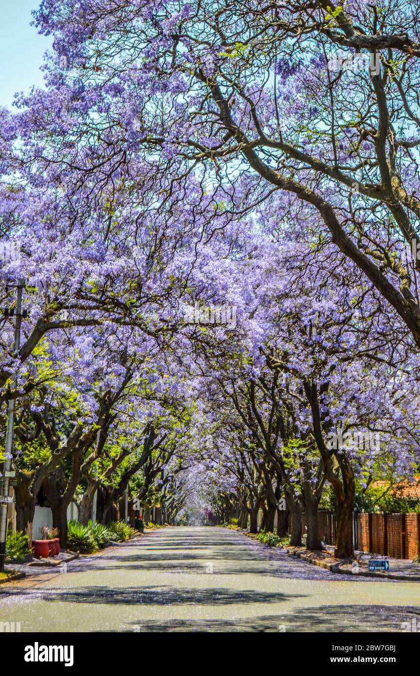 Purple blue Jacaranda mimosifolia bloom in Johannesburg street during ...
