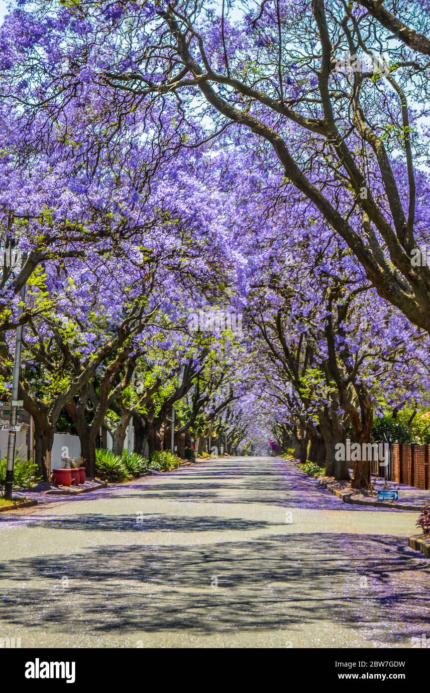 Purple blue Jacaranda mimosifolia bloom in Johannesburg street during ...