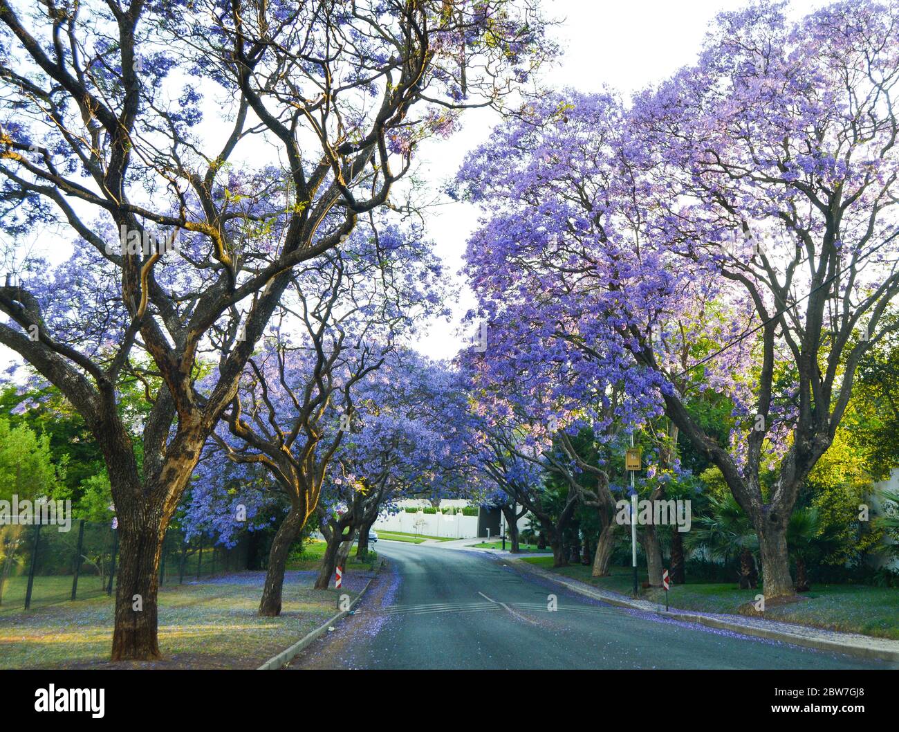 Purple blue Jacaranda - mimosifolia bloom in Johannesburg streets ...