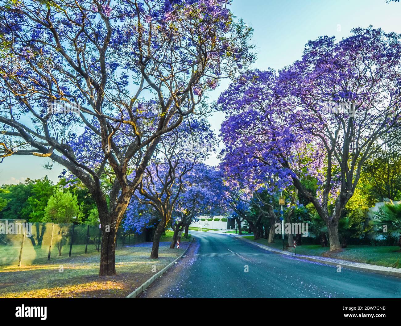 Purple blue Jacaranda - mimosifolia bloom in Johannesburg streets ...