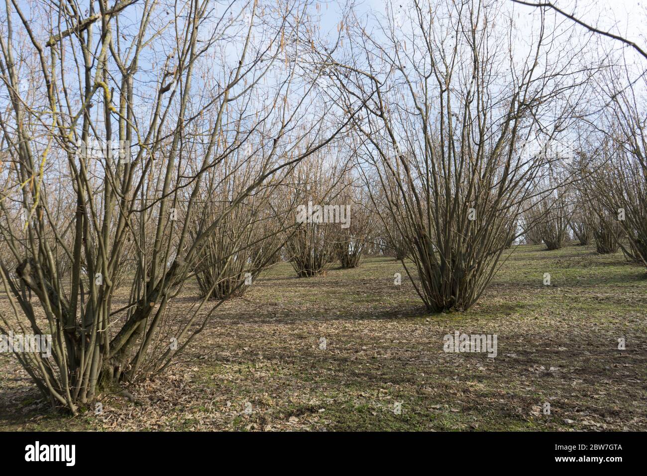 Hazelnut trees during the winter in the Langhe, Piedmont - Italy Stock ...