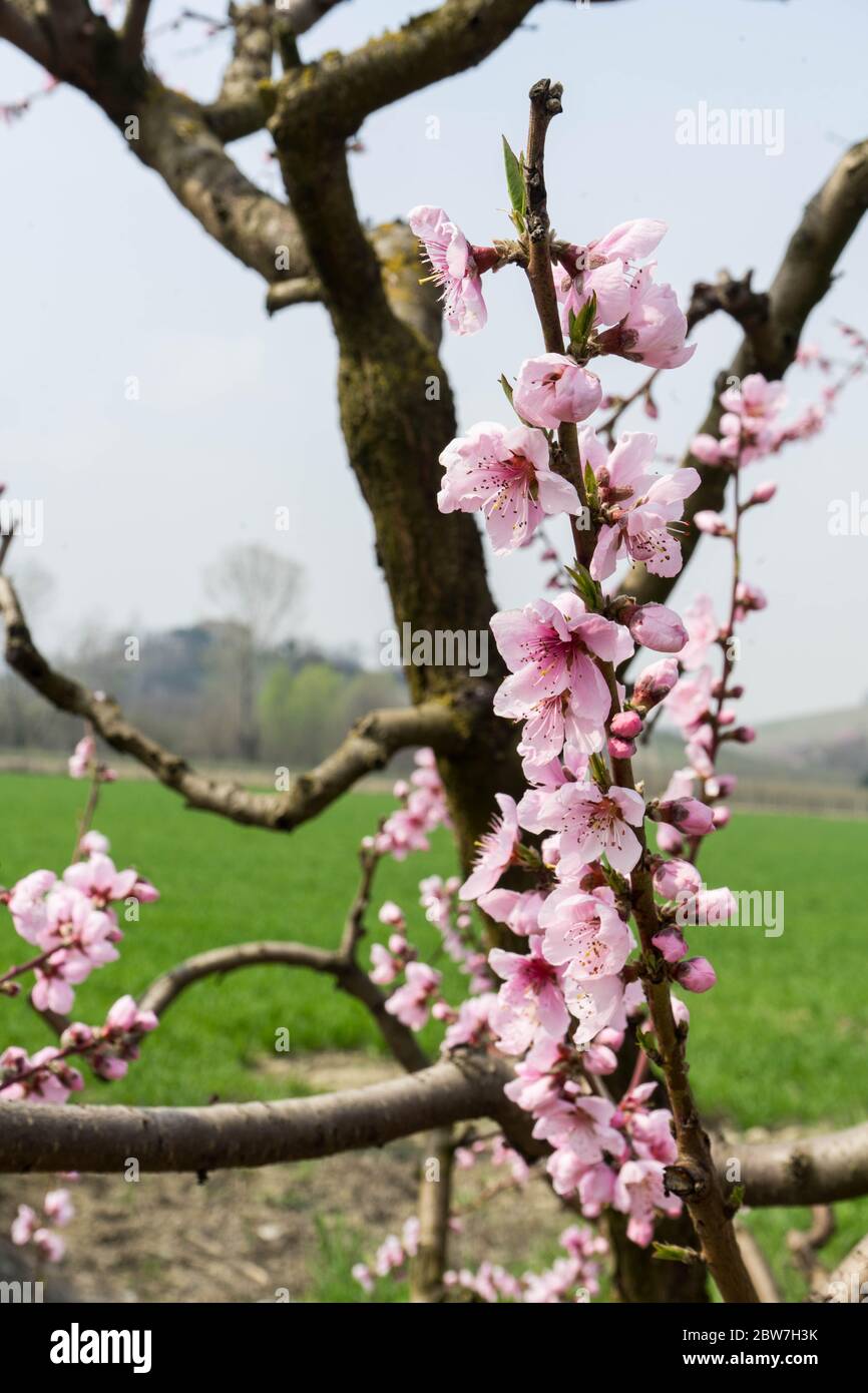 Peach trees in bloom in spring Stock Photo - Alamy