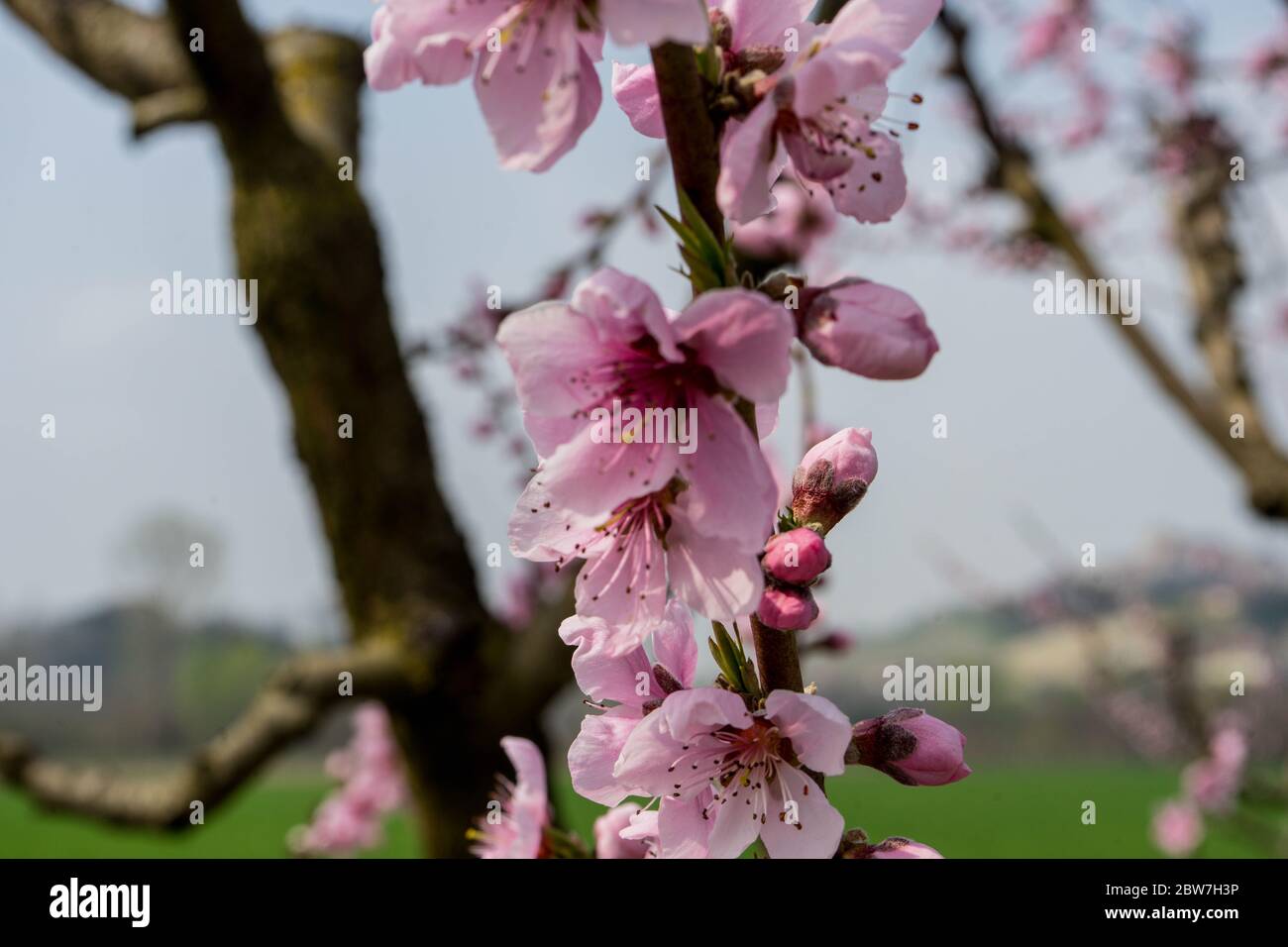 Peach trees in bloom in spring Stock Photo - Alamy