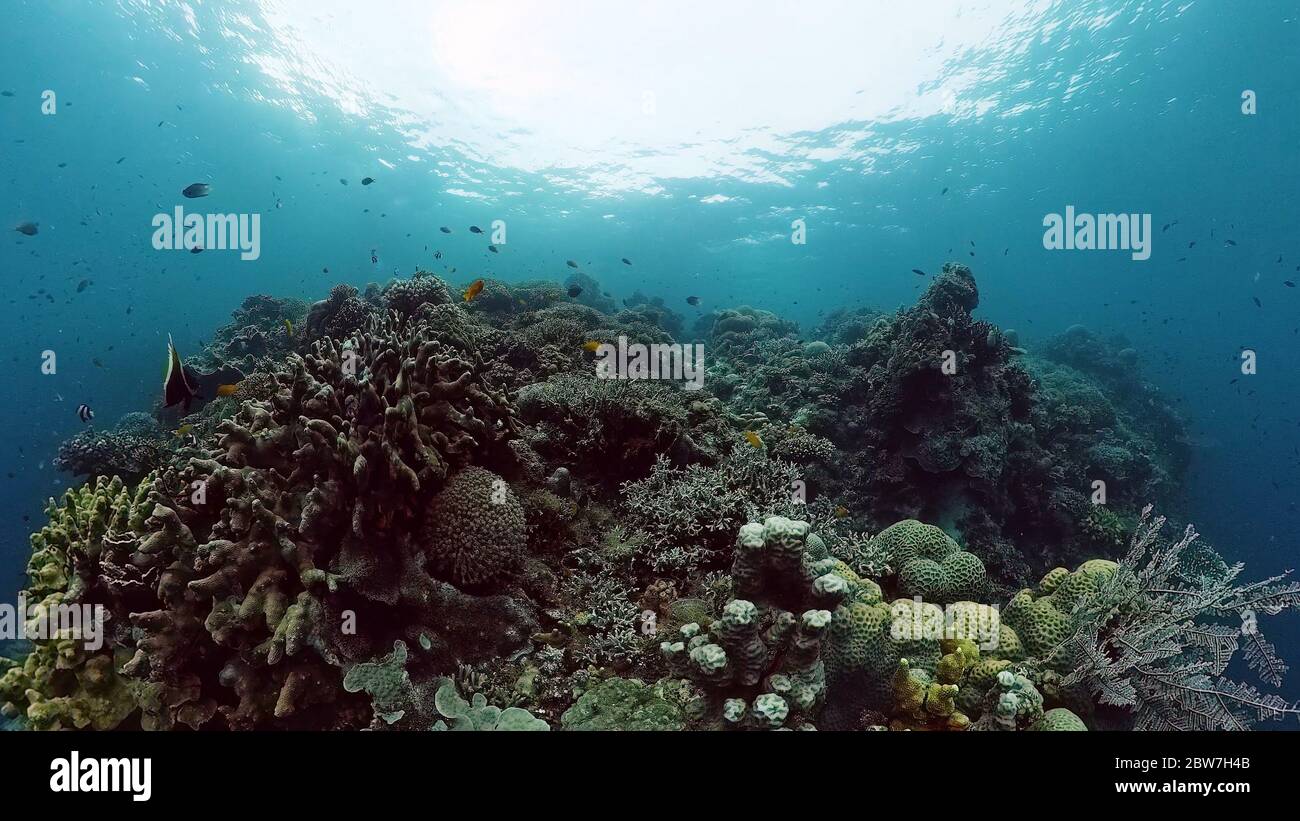 Underwater Colorful Tropical Fishes. wonderful and beautiful underwater ...