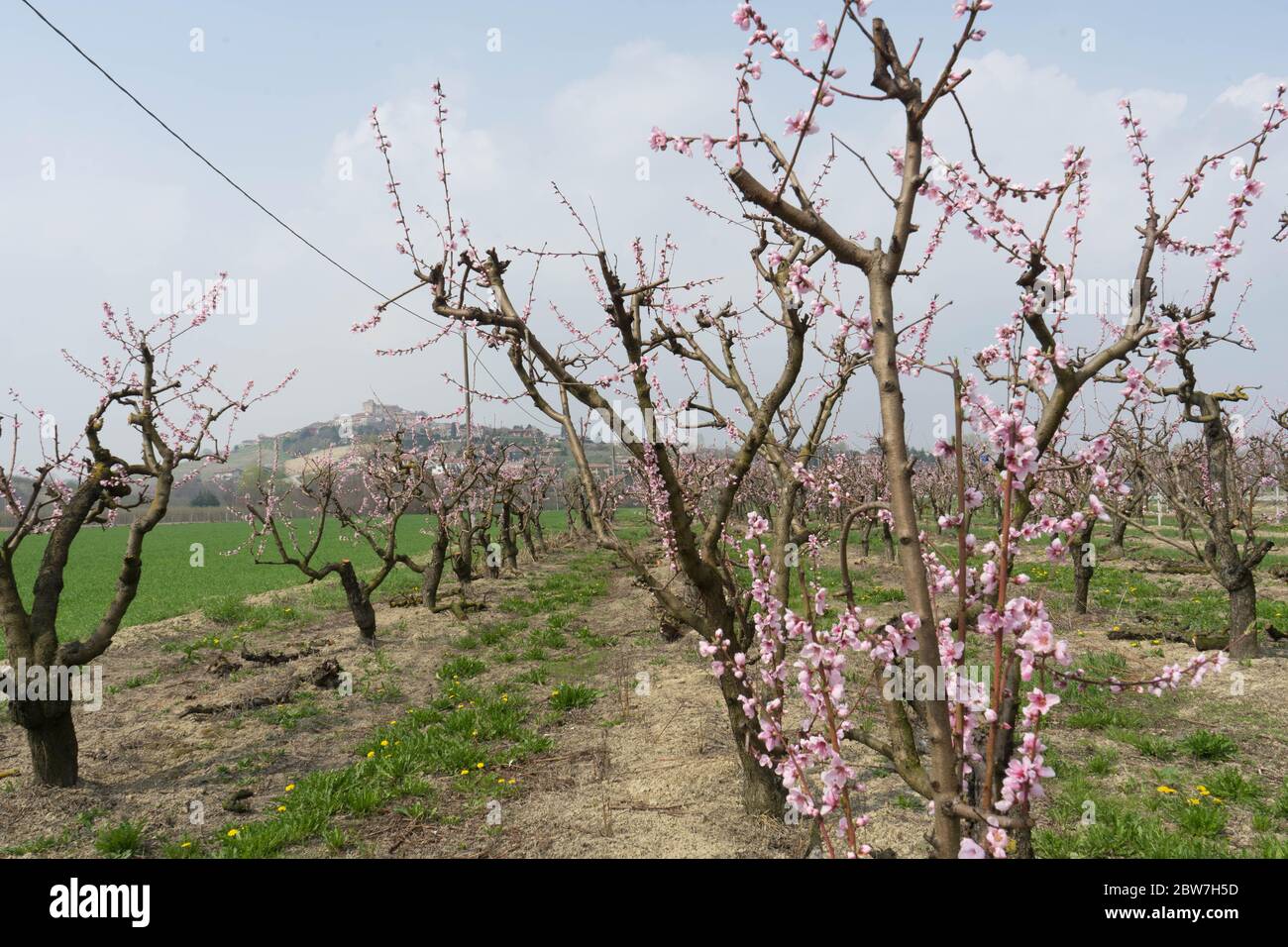 Peach trees in bloom in spring Stock Photo - Alamy