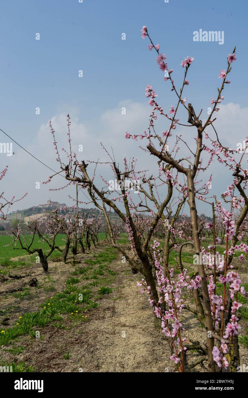 Peach trees in bloom in spring Stock Photo - Alamy