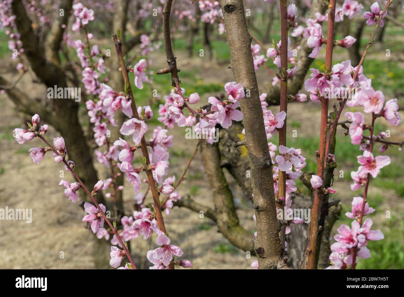 Peach trees in bloom in spring Stock Photo - Alamy