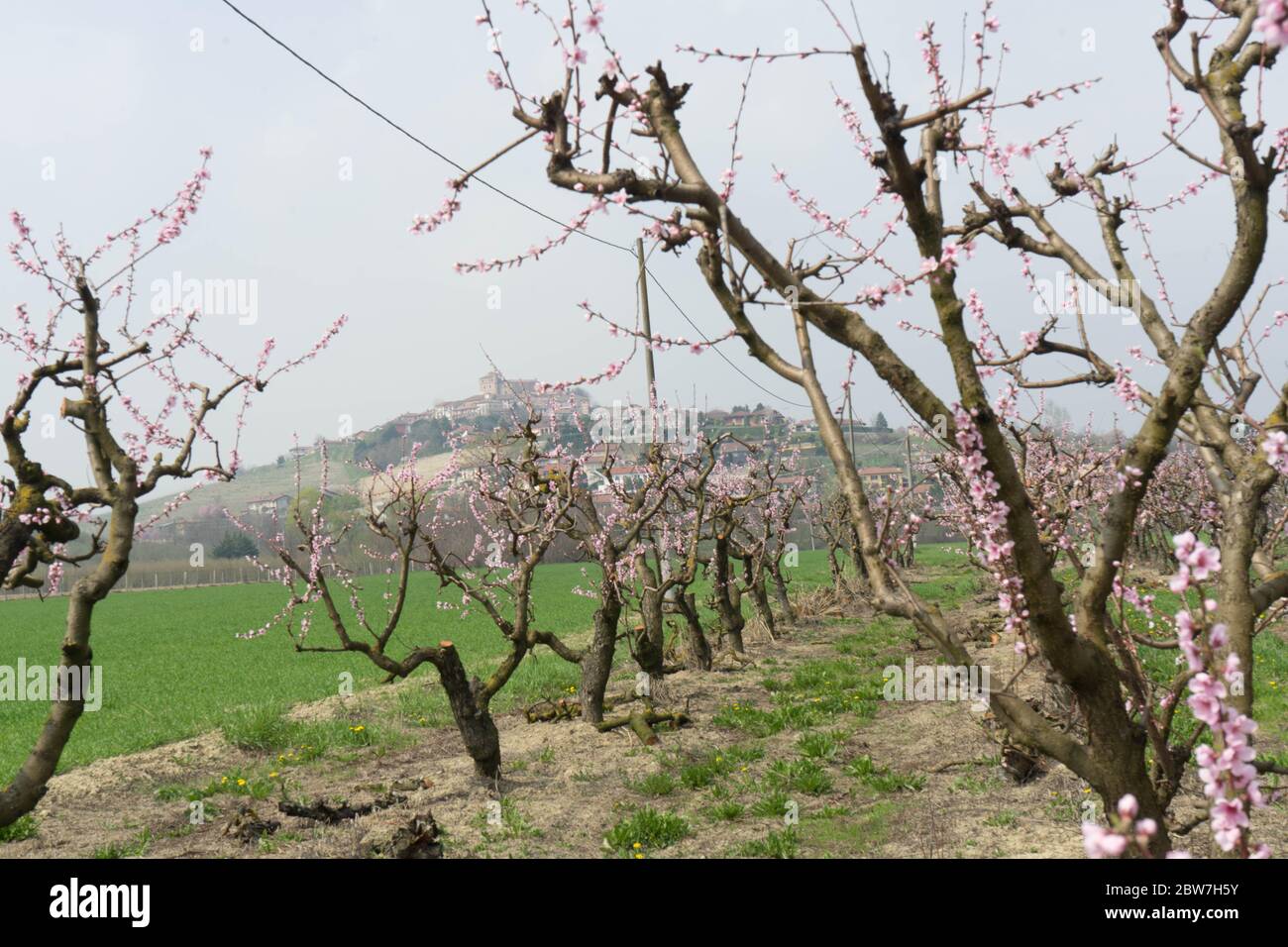 Peach trees in bloom in spring Stock Photo - Alamy