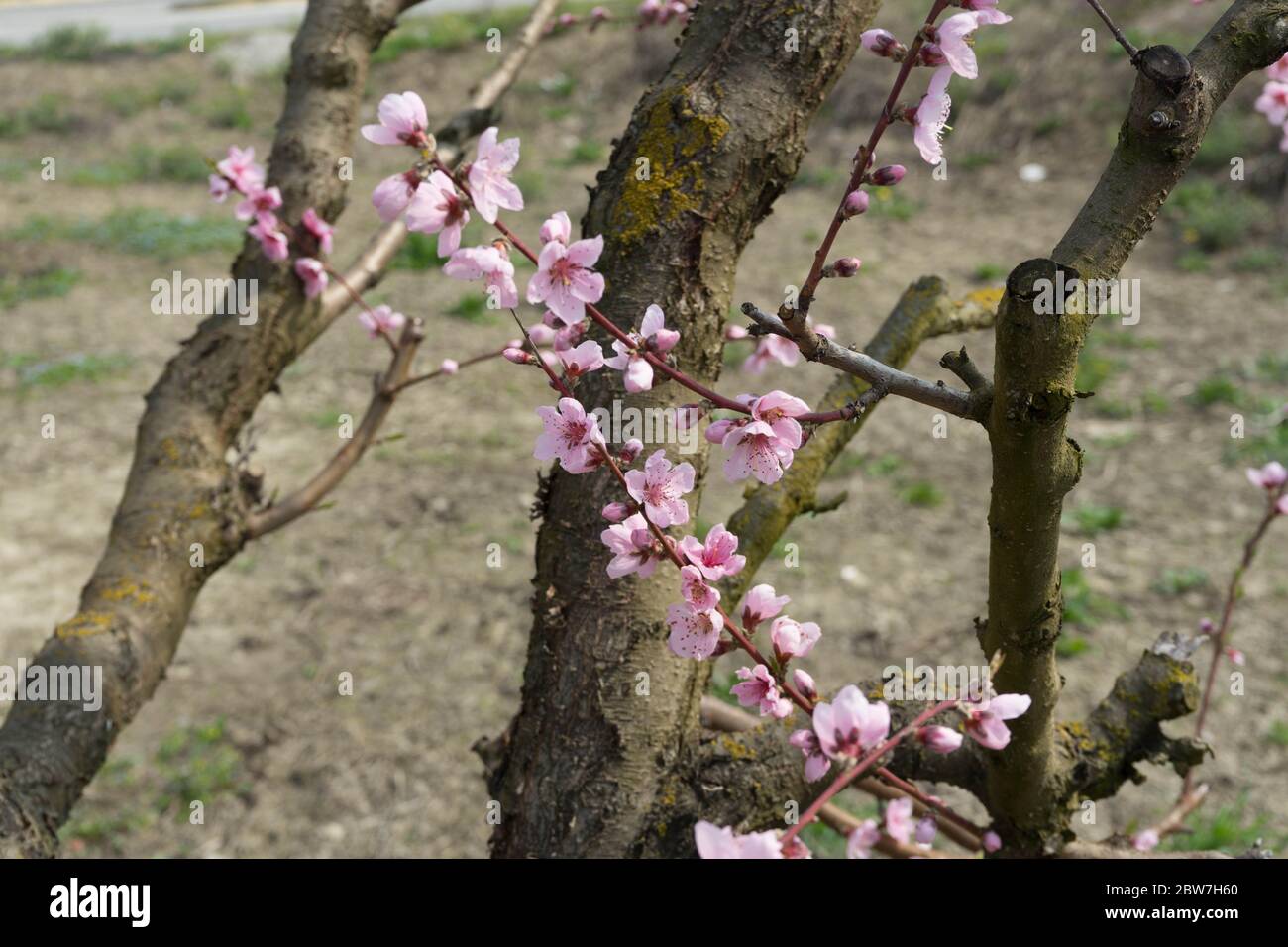 Peach trees in bloom in spring Stock Photo - Alamy