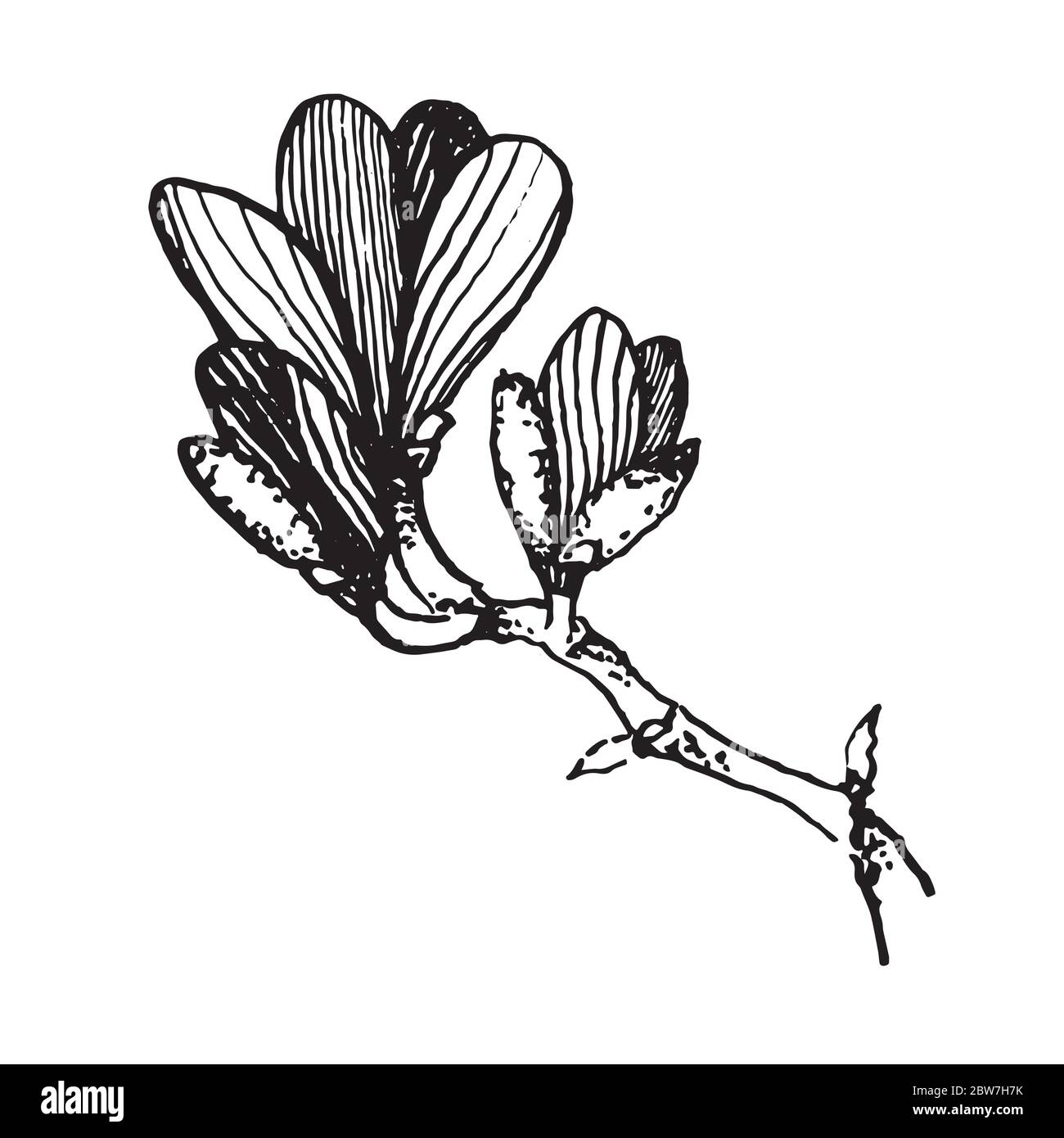 Magnolia branch with flower and flower buds ink sketch. Hand drawing ...