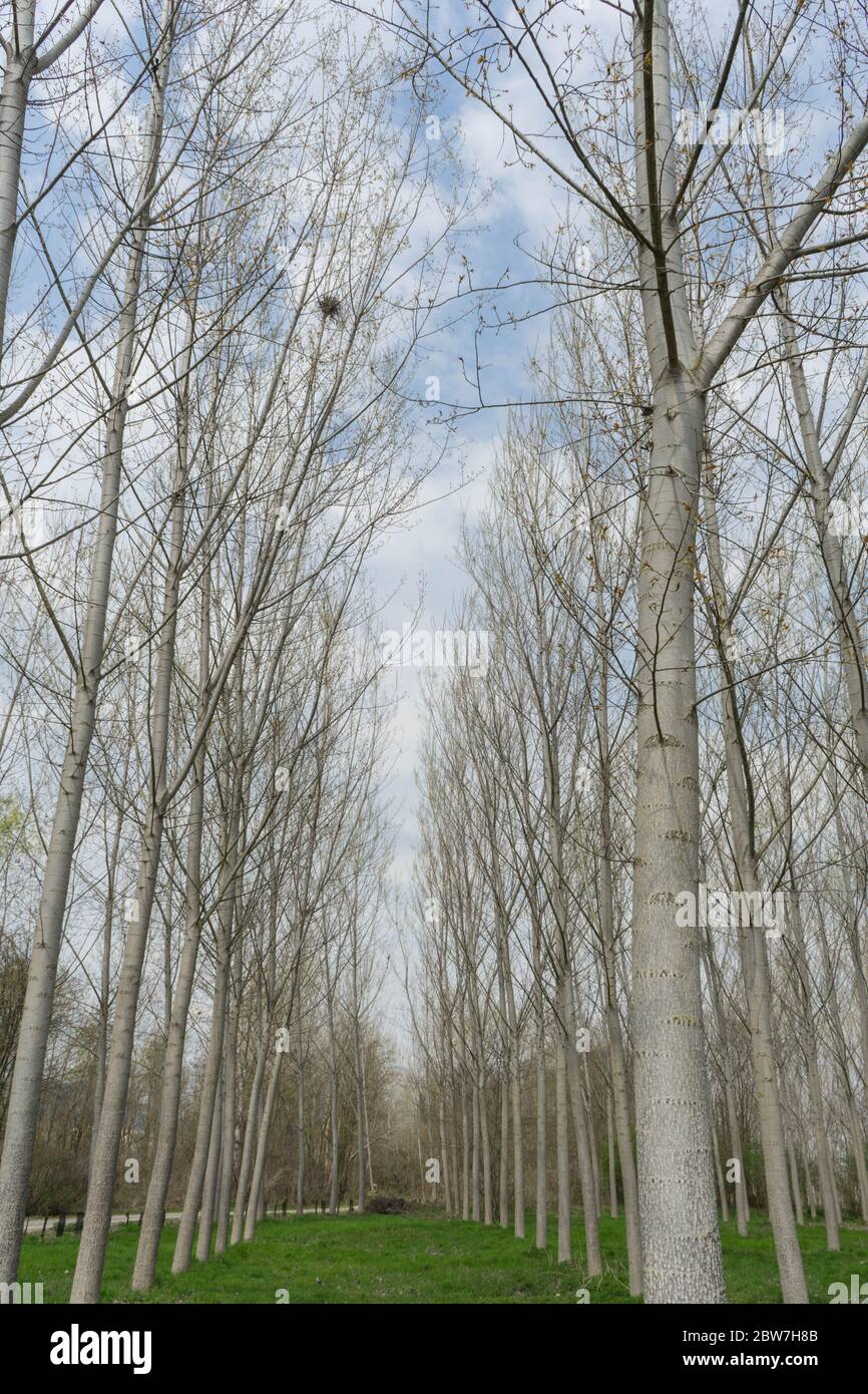 Poplars in a meadow along the Tanaro river, Alba - Piedmont, Italy ...