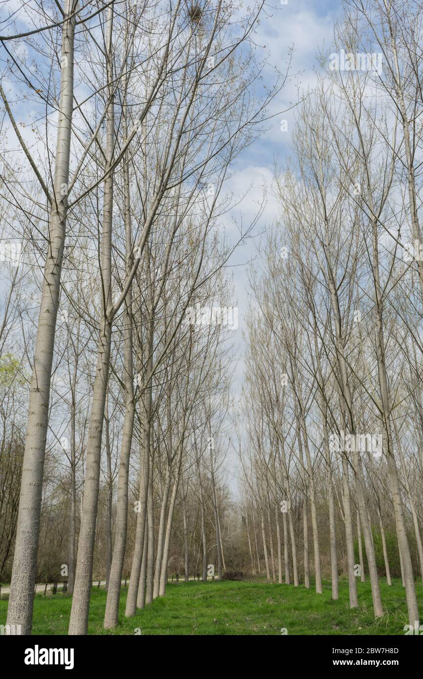 Poplars in a meadow along the Tanaro river, Alba - Piedmont, Italy ...