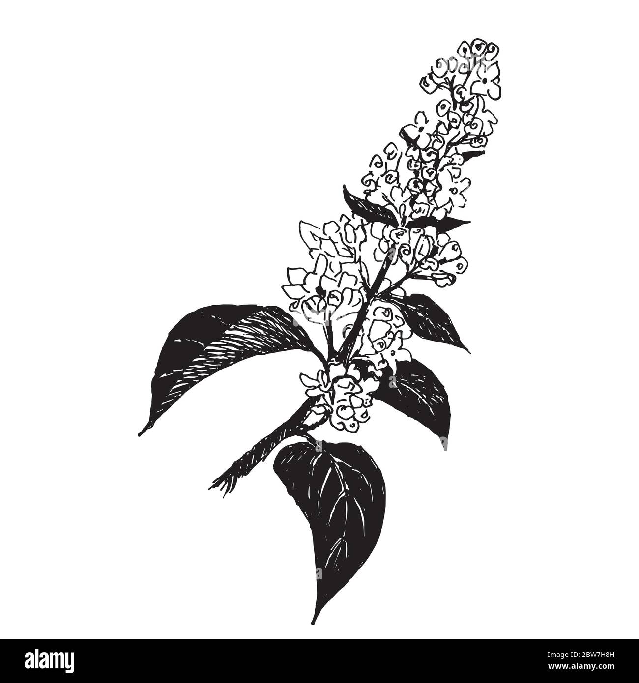 Lilac bunch sketch. Hand drawn vector illustration Stock Vector Image ...