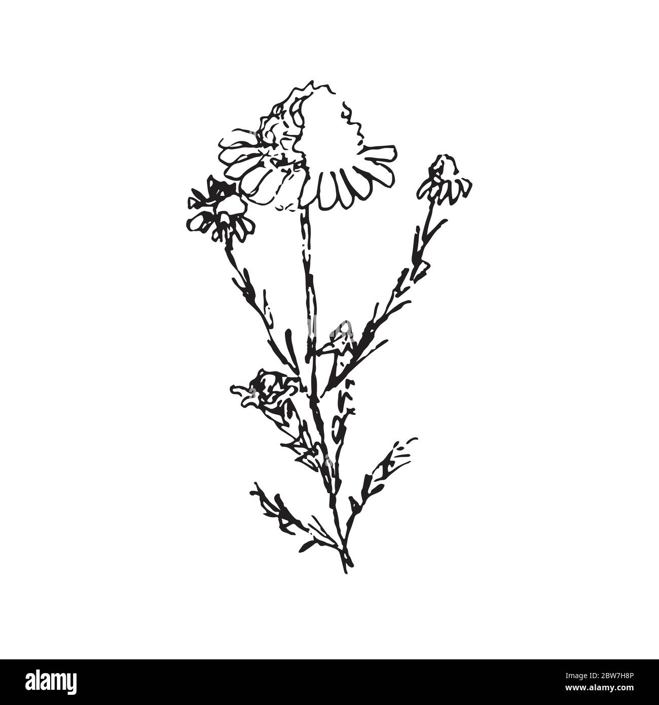 Chamomile ink sketch. Hand drawn vector illustration Stock Vector Image ...