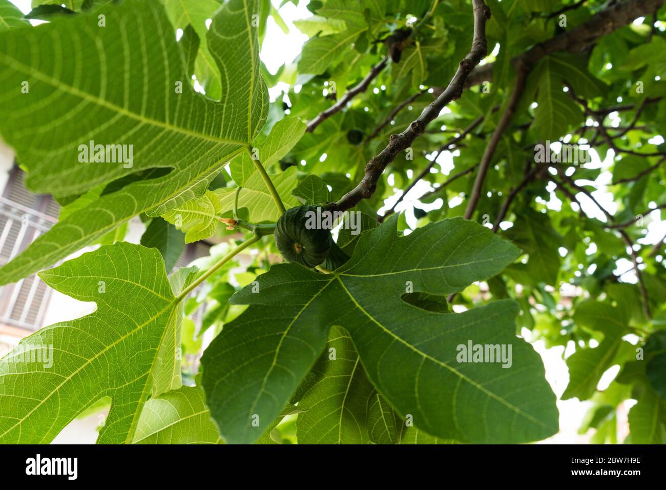 Leaves of a fig tree with fruit Stock Photo - Alamy