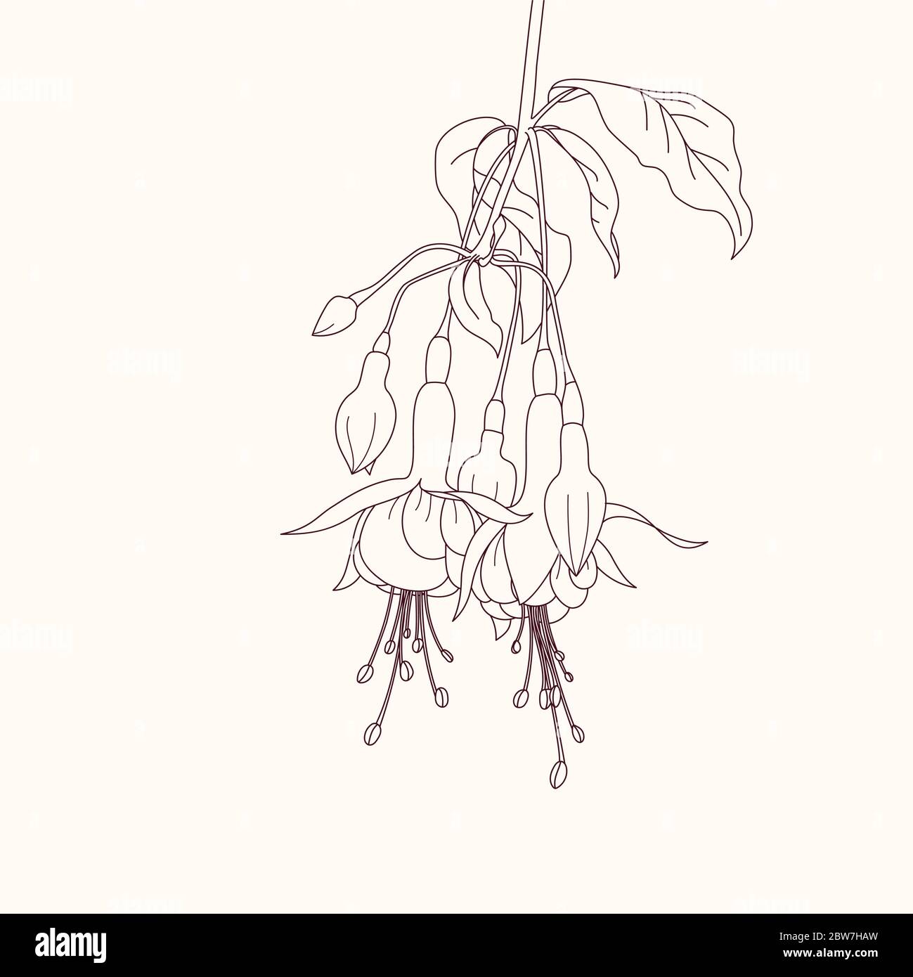 Linear drawing of fuchsia flower. Blooming fuchsia branch Stock Vector ...