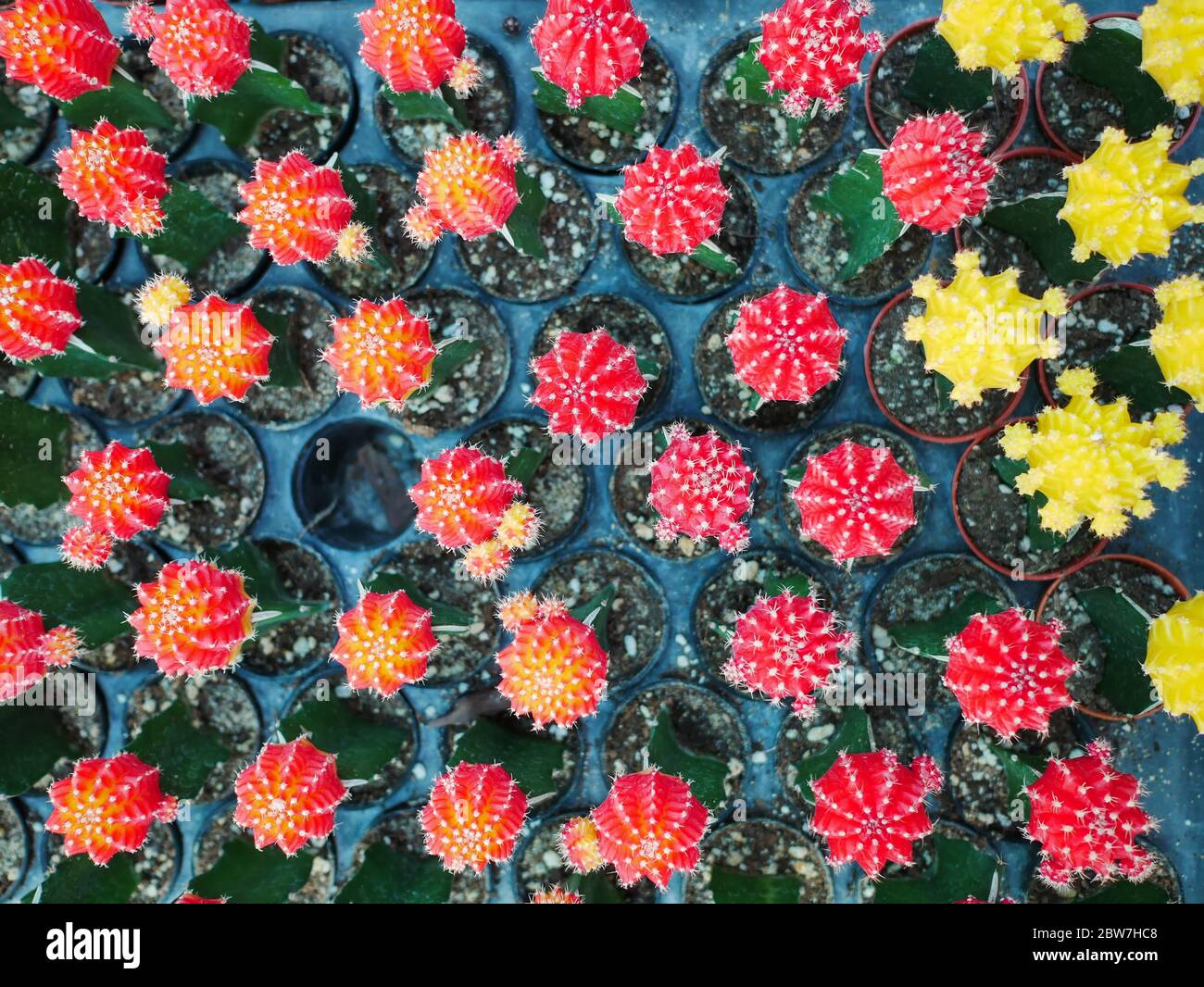 Close up cactus flower in garden Stock Photo - Alamy