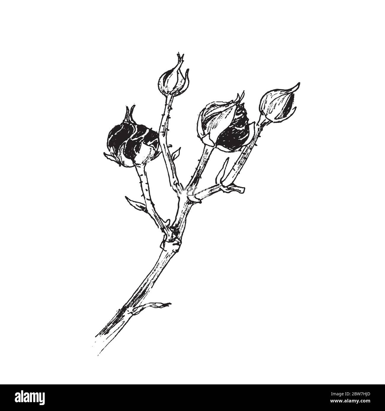 Hand drawn ink sketch of rose flower buds branch Stock Vector Image ... Hand drawn ink sketch of rose flower buds branch Stock Vector Image ...