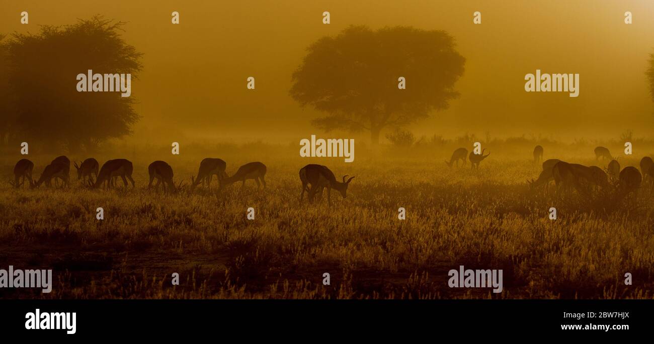 Springbok horns hi-res stock photography and images - Alamy