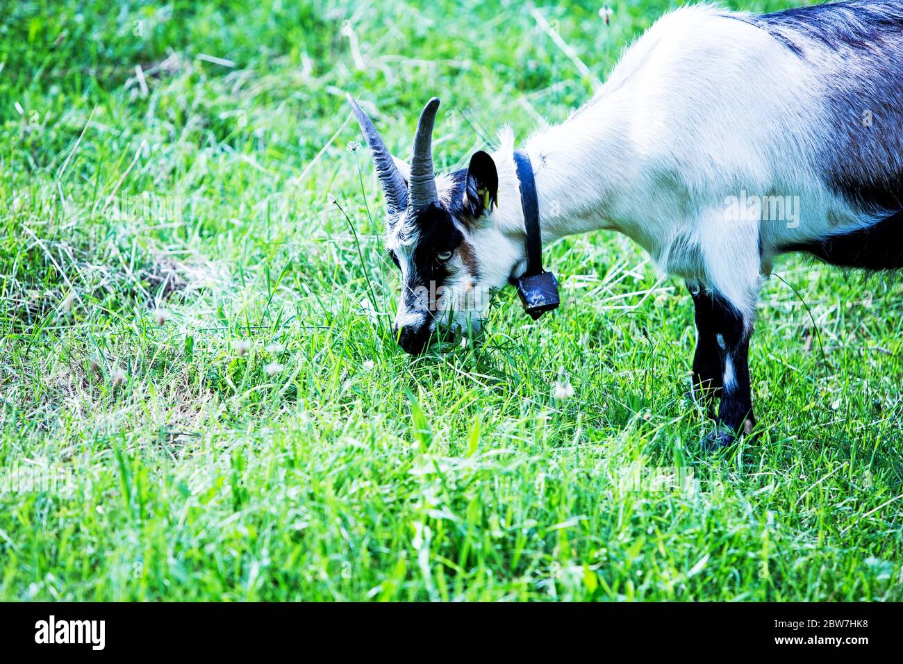 Billy goat eating grass hi-res stock photography and images - Alamy