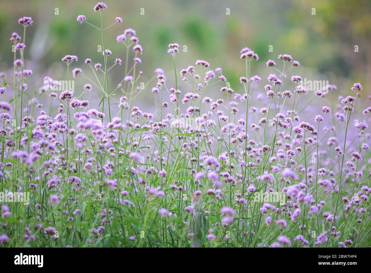 Puple flower hi-res stock photography and images - Alamy
