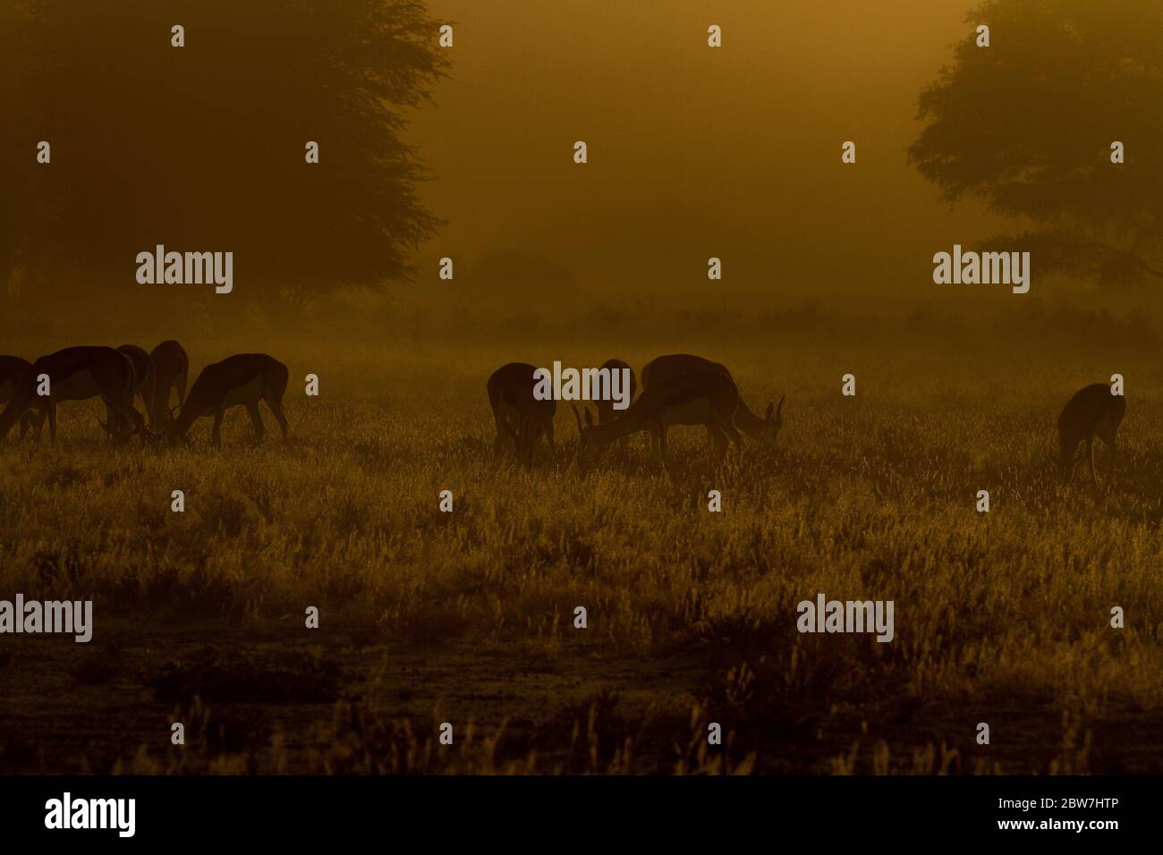 Springbok national symbol south africa hi-res stock photography and ...