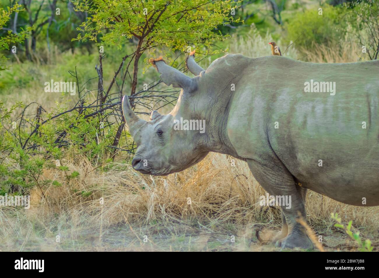 Bull white rhinoceros hi-res stock photography and images - Alamy
