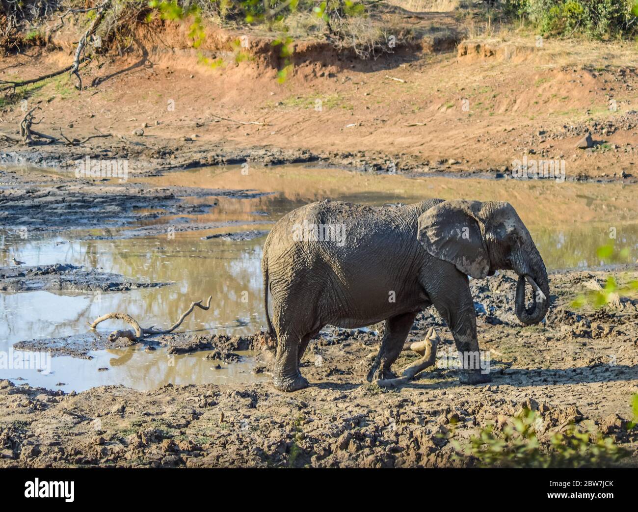 Asian elephant offspring hi-res stock photography and images - Alamy