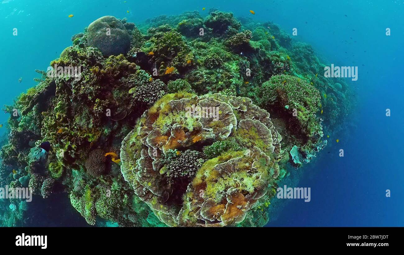 Beautiful underwater landscape with tropical fishes and corals. Life ...