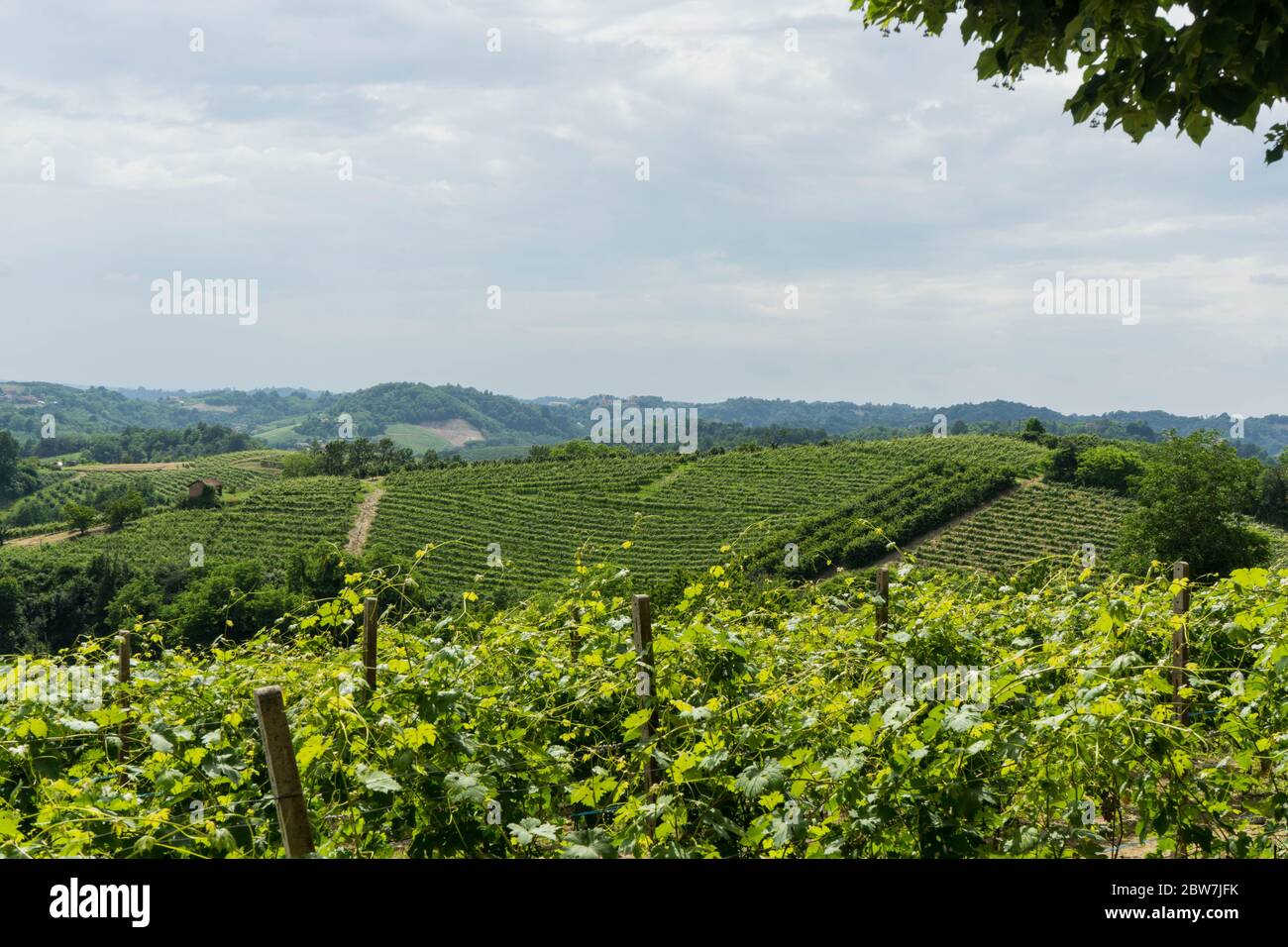 Overview of the vineyards in the Roero near Monticello d'Alba, Piedmont ...