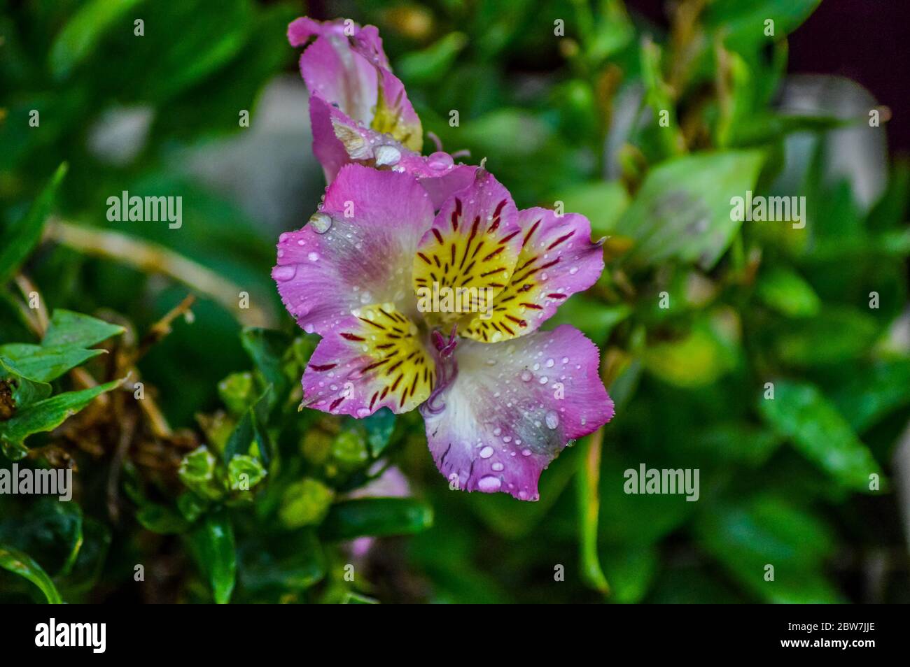 Inca lily hi-res stock photography and images - Alamy