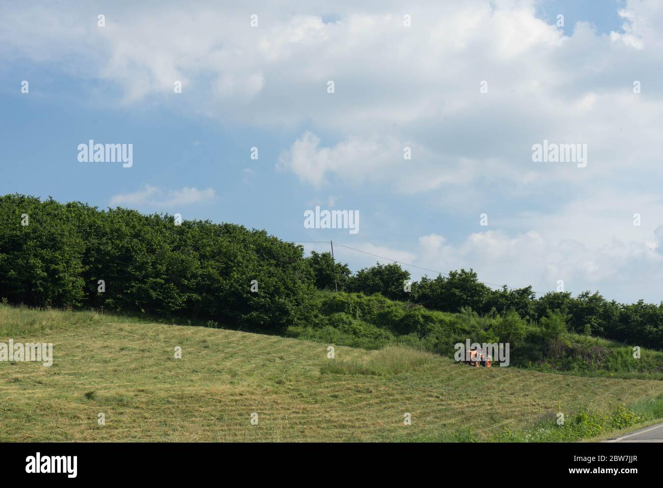 A tractor cuts the grass to prepare the hay. Food for the animals Stock ...