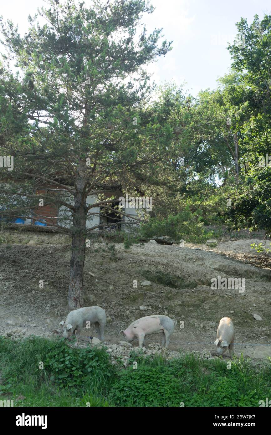 Three pigs look for something to eat under a tree Stock Photo - Alamy