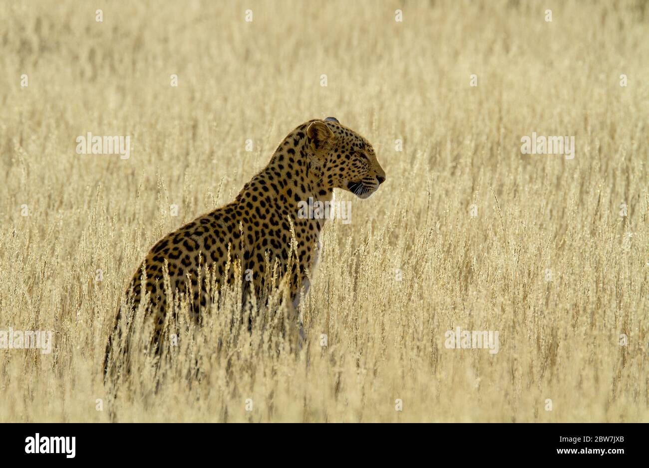 Leopard africa forest hi-res stock photography and images - Alamy
