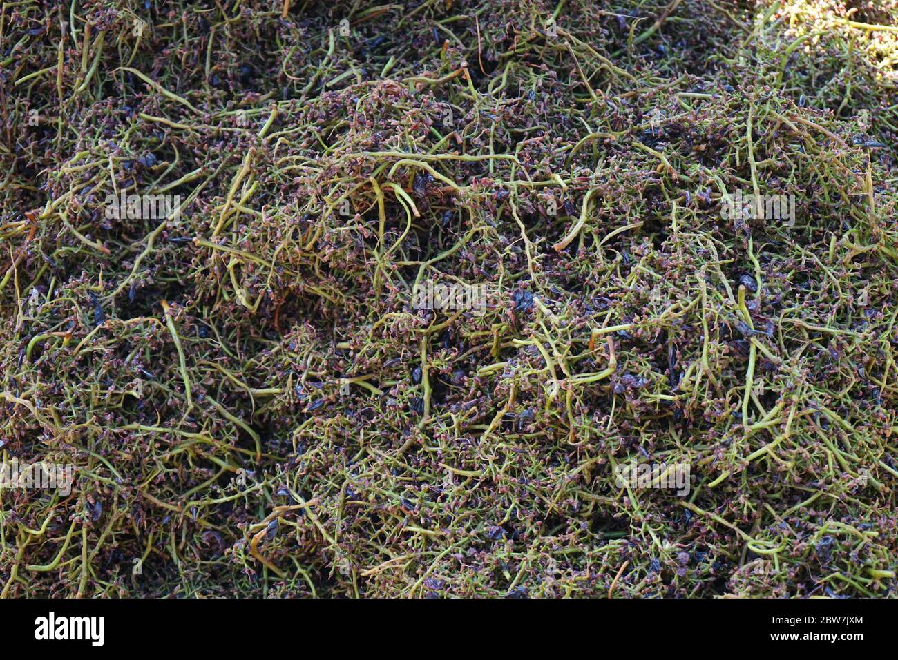 Crushing grapes italy hi-res stock photography and images - Alamy