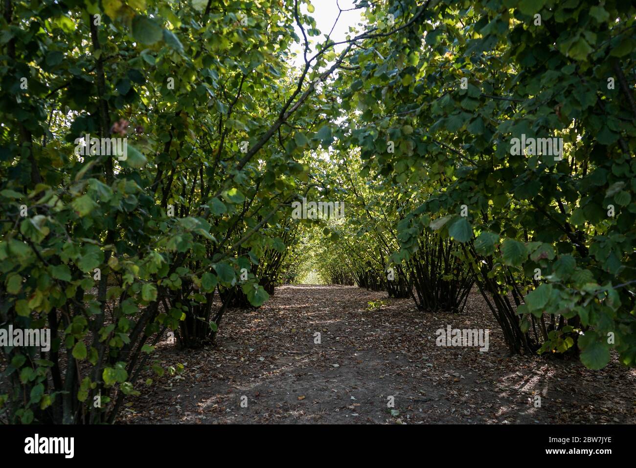 Field of hazelnuts at la Morra, Piedmont - Italy Stock Photo - Alamy