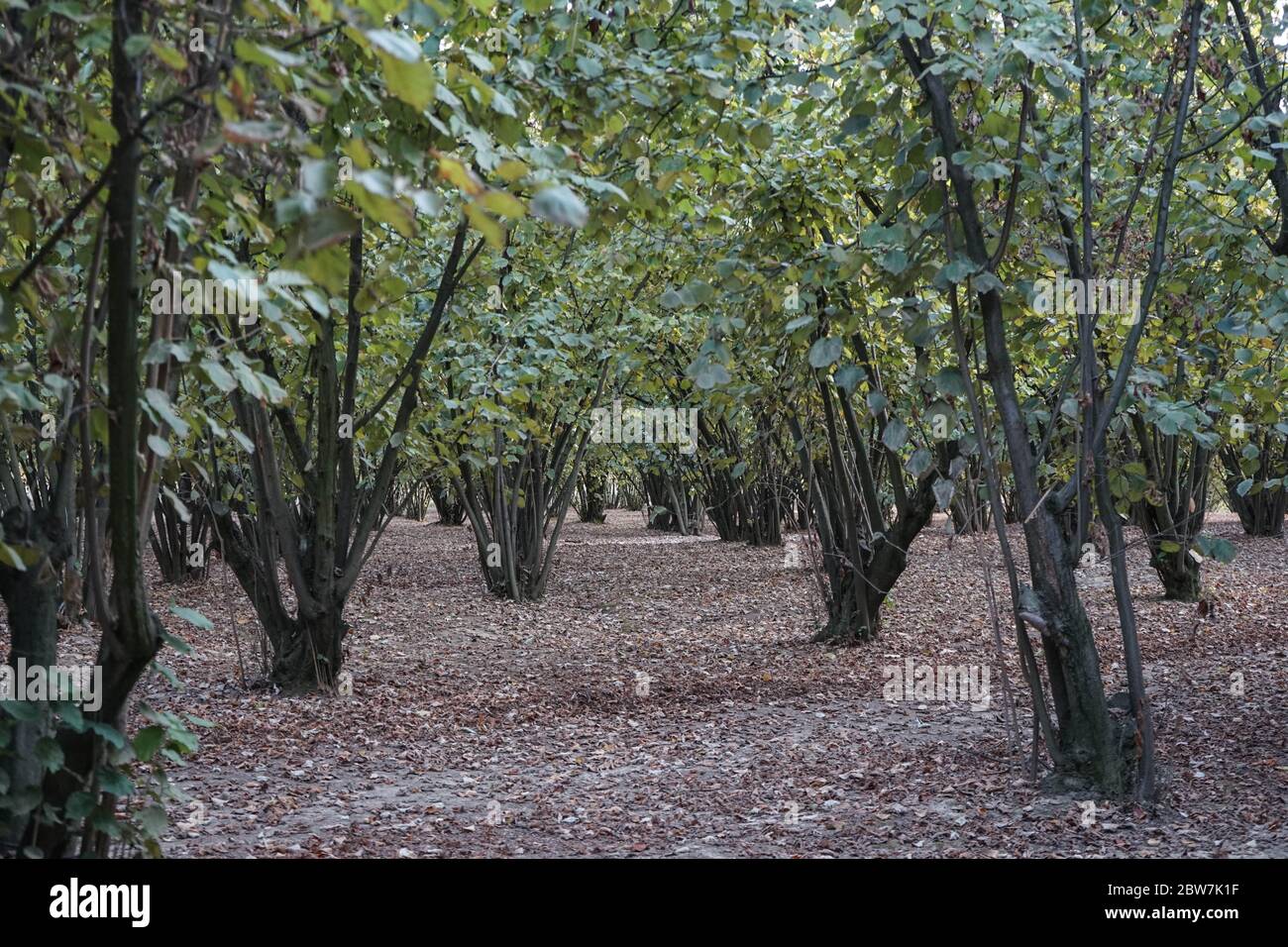 Field of hazelnuts at la Morra, Piedmont - Italy Stock Photo - Alamy