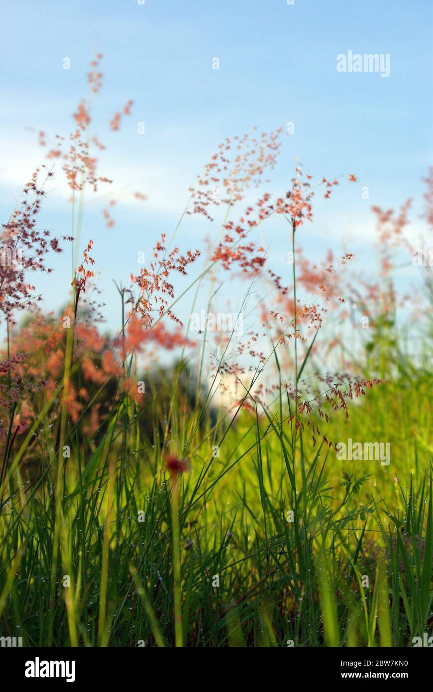 Flower of Natal redtop ruby grass in wind and blue sky Stock Photo - Alamy