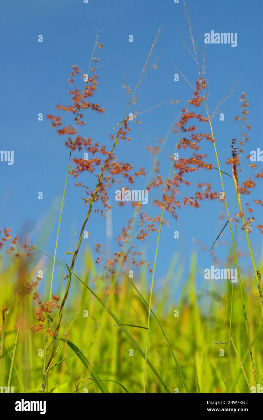 Flower of Natal redtop ruby grass in wind and blue sky Stock Photo - Alamy