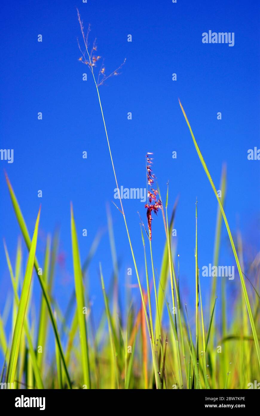 Redtop grass hi-res stock photography and images - Alamy