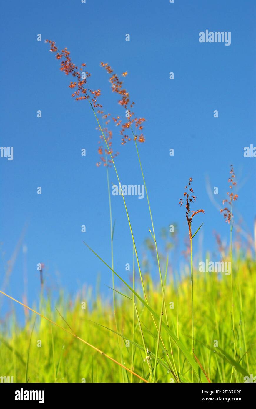 Flower of Natal redtop ruby grass in wind and blue sky Stock Photo - Alamy
